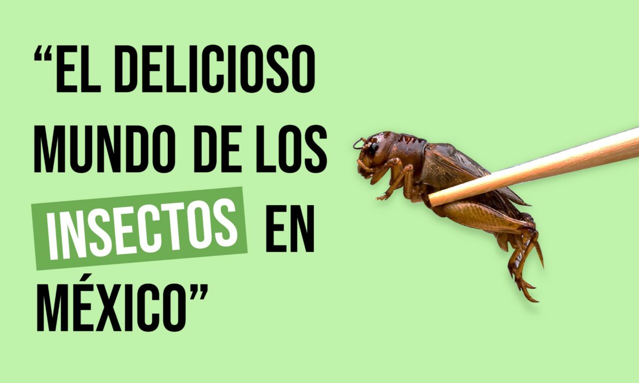 ¡El delicioso mundo de los insectos en México! - Culinario Coronado